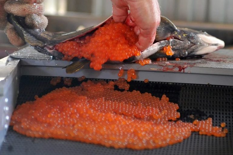 The Step-By-Step Guide for Extracting Caviar from Sturgeons - Student ...